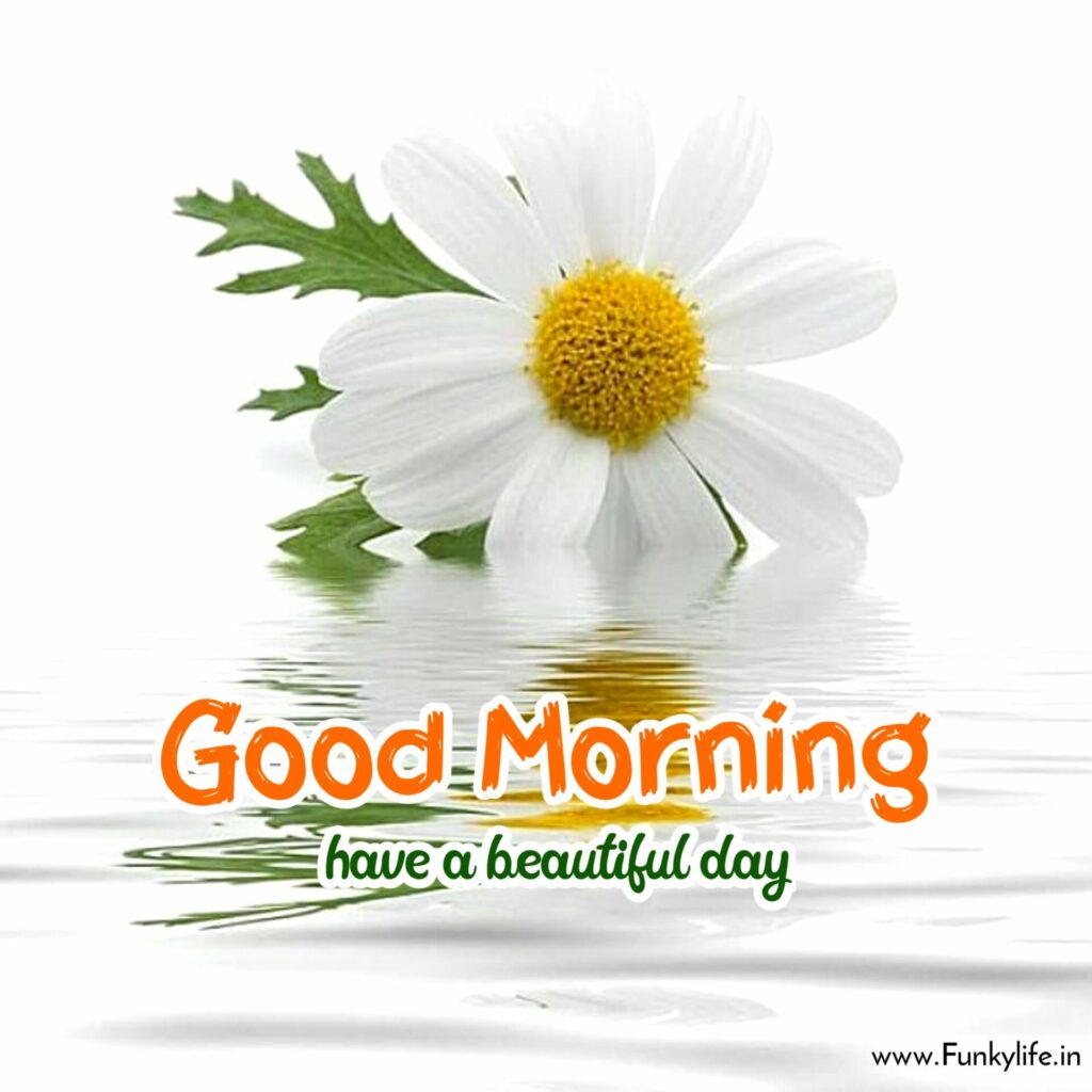 600+ BEST Good Morning Images for 2024 - Funky Life