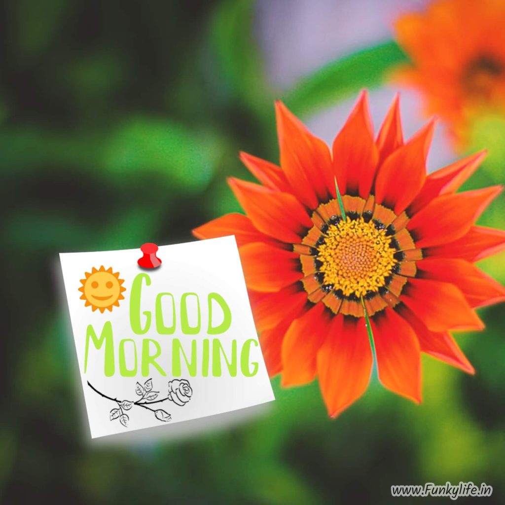 600+ BEST Good Morning Images for 2025 - Funky Life