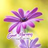600+ BEST Good Morning Images for 2025 - Funky Life