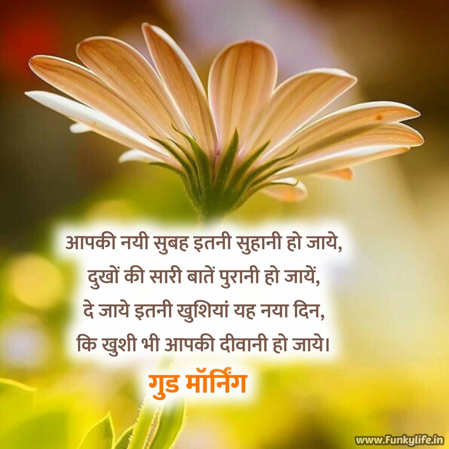60+ Beautiful Good Morning Shayari in Hindi - गुड मॉर्निंग शायरी 2023