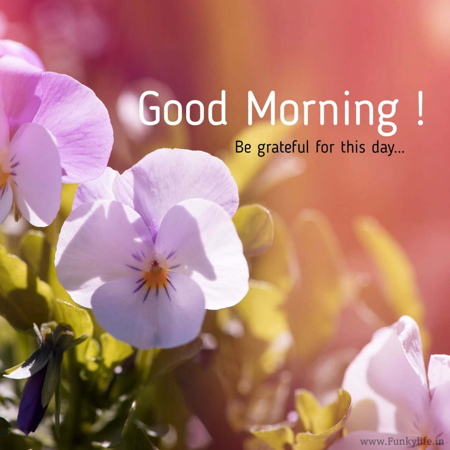50+ New Good Morning Images, Photos & Pictures - Funky Life