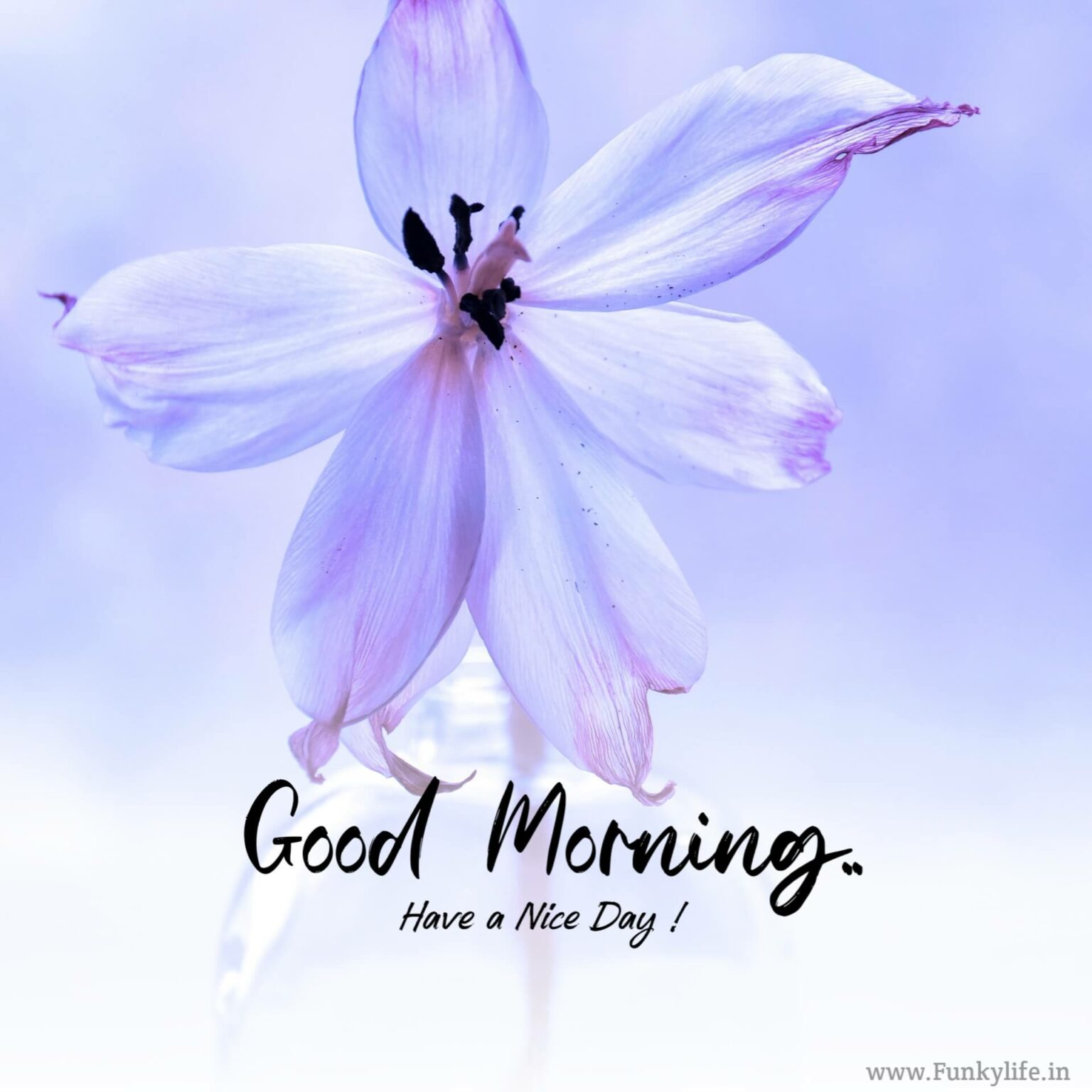 50+ New Good Morning Images, Photos & Pictures - Funky Life