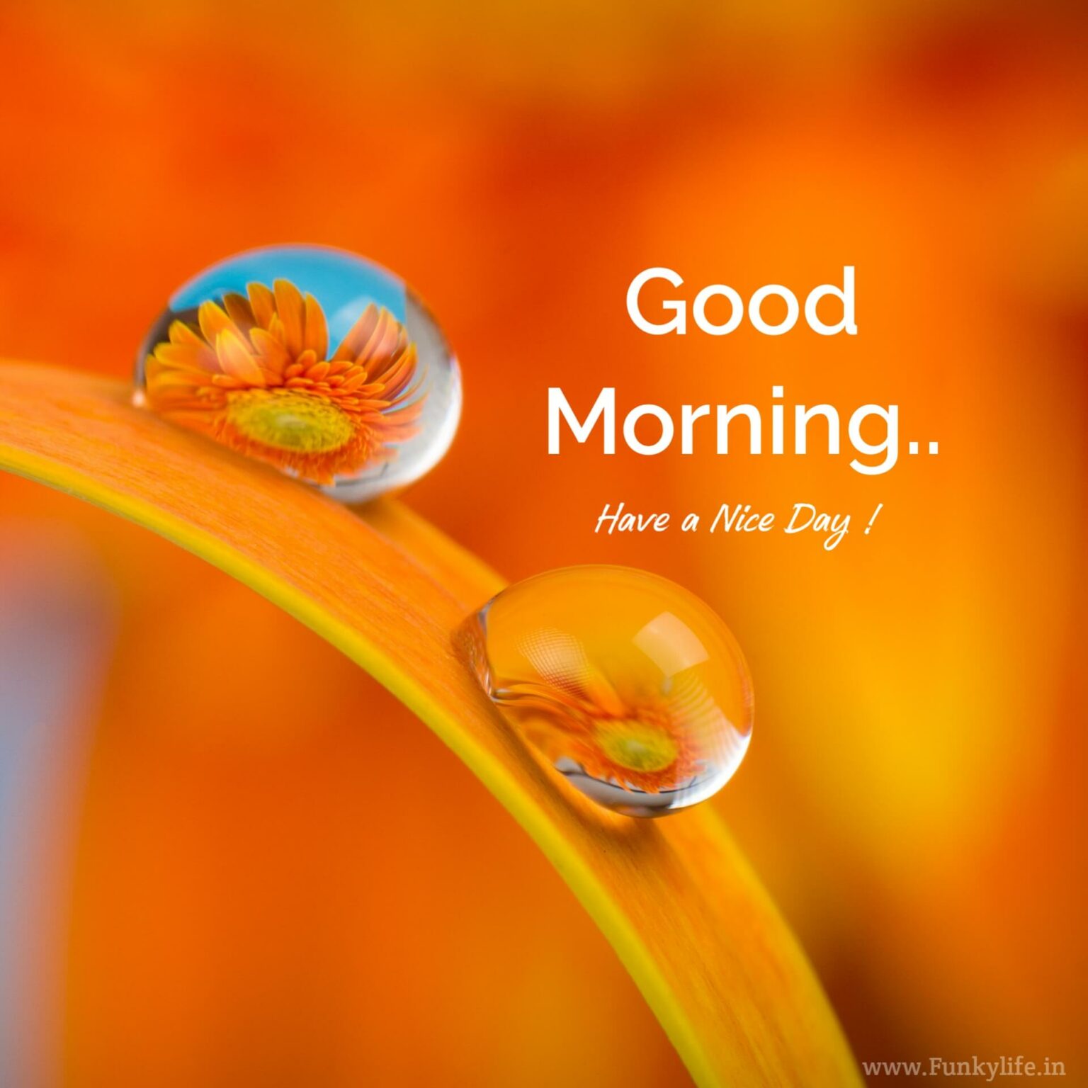 50+ New Good Morning Images, Photos & Pictures - Funky Life