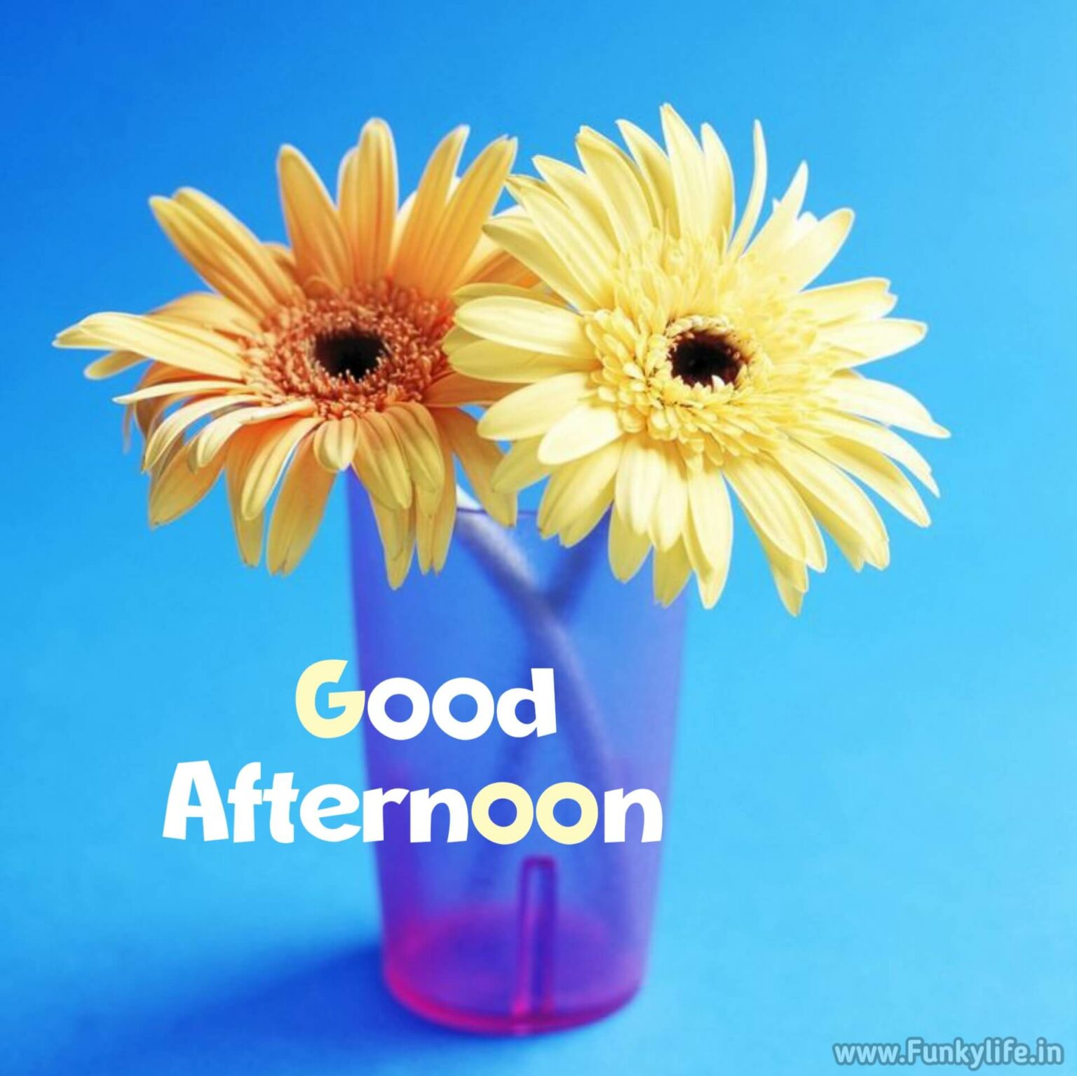 100+ BEST Good Afternoon Images & Pictures for WhatsApp